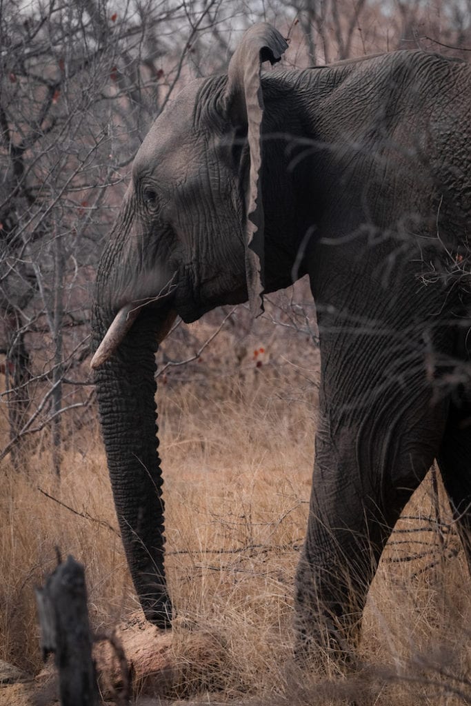 The Giants of Selati Fund generating support for Selati Game Reserve’s ...