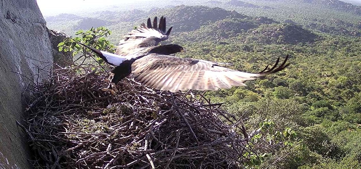 Verreaux’s Eagles Selati - Selati Wilderness Foundation